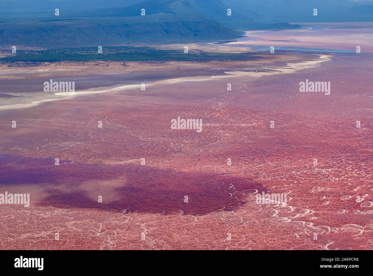 Photosynthesising pigments of the blue-green bacteria cyanobacteria ...