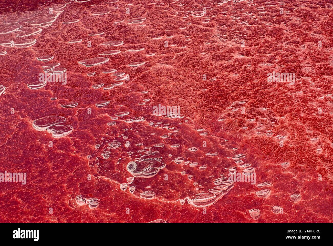 Red cyanophyta hi-res stock photography and images - Alamy