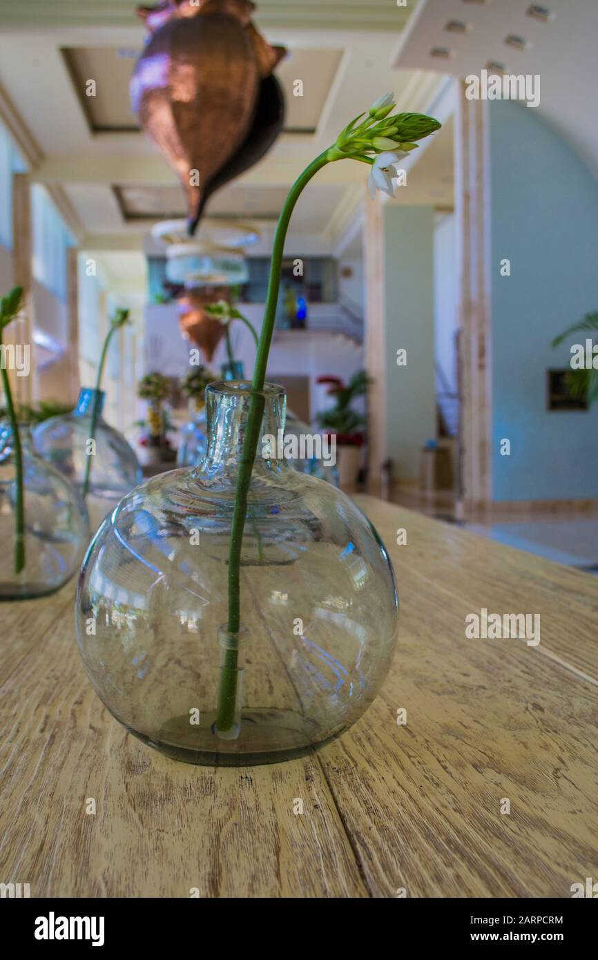 Solitary Flower in a Vase Stock Photo - Alamy