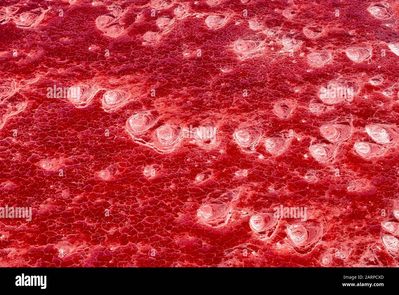 Photosynthesising pigments of the blue-green bacteria cyanobacteria ...