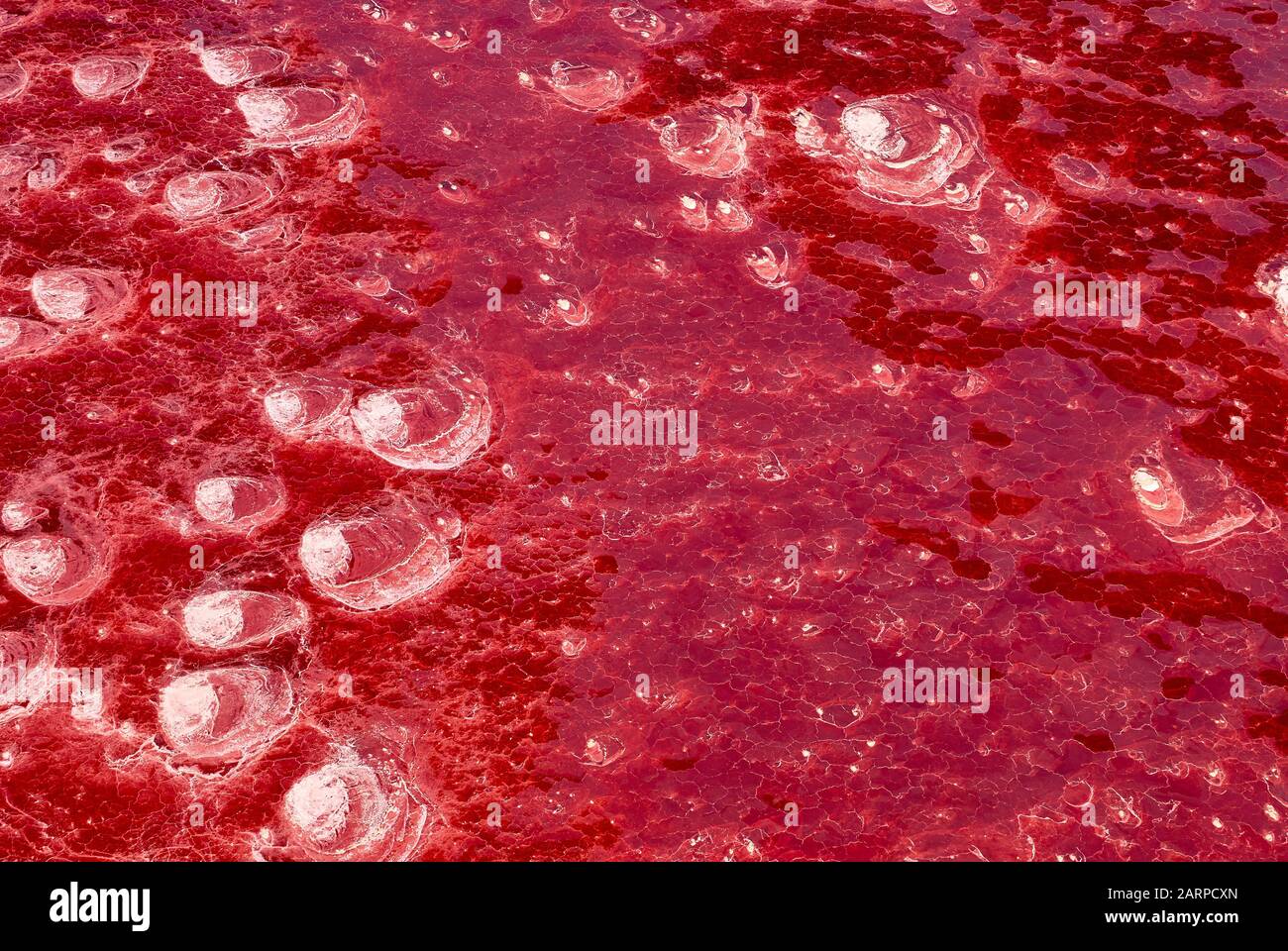 Photosynthesising pigments of the blue-green bacteria cyanobacteria ...