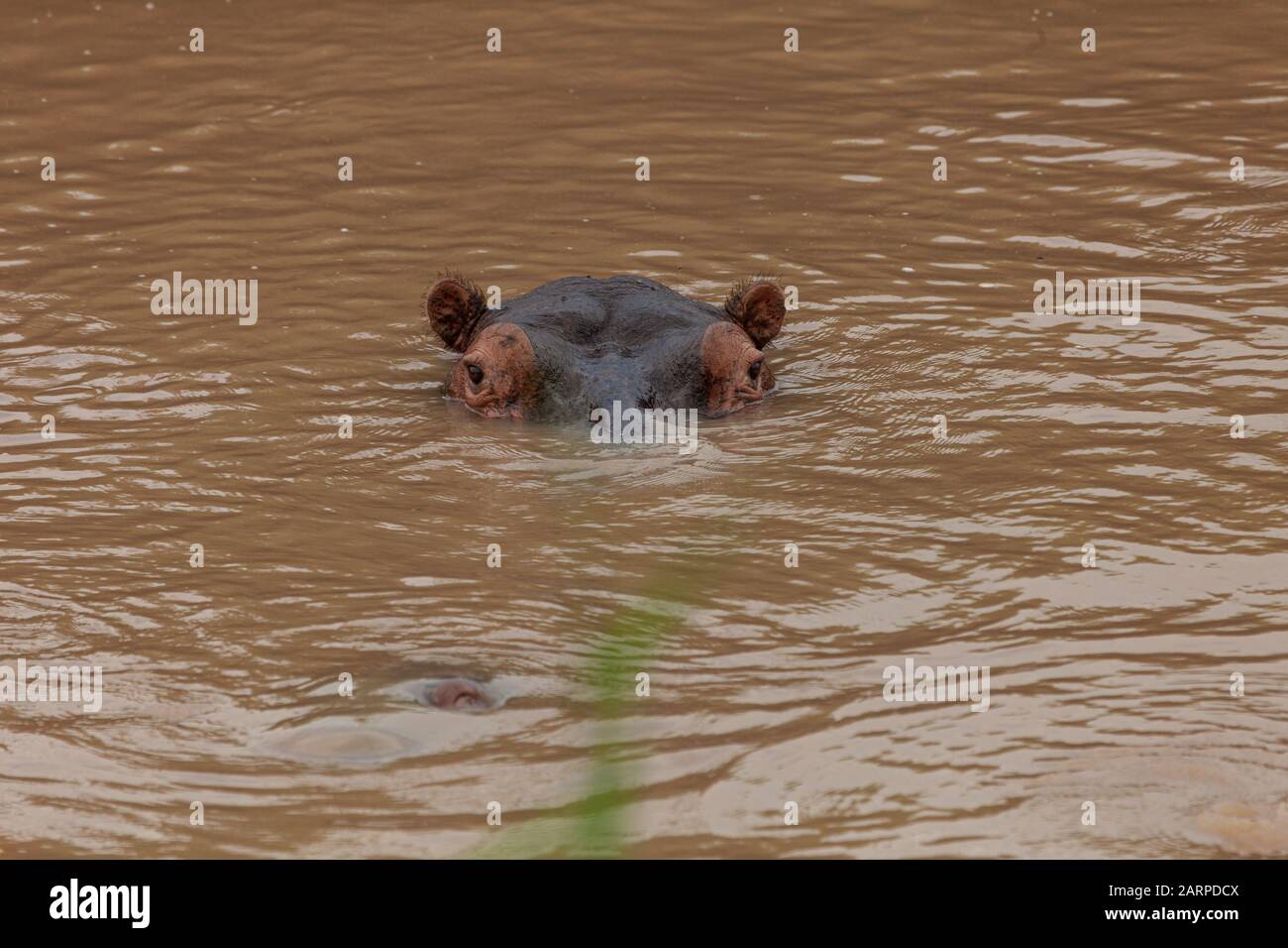 Hippo looking out of water hi-res stock photography and images - Alamy