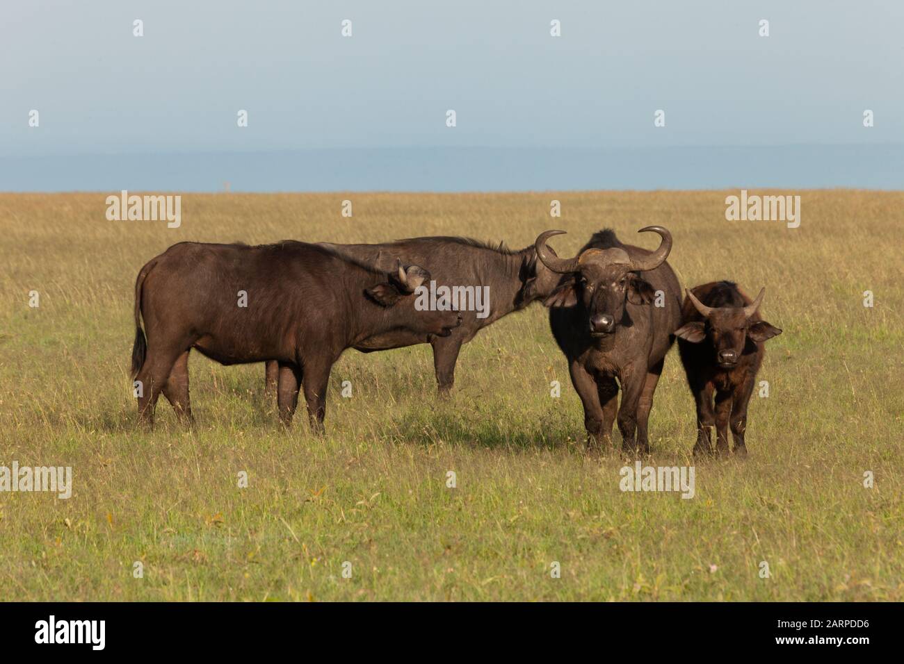 herd of cape buffalo on the savannah Stock Photo - Alamy