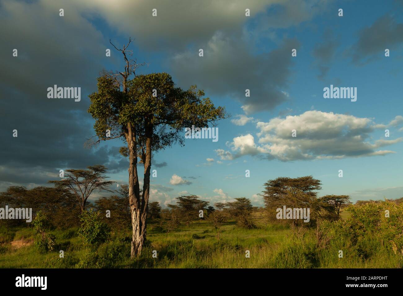 landscape of the Maasai Mara Stock Photo - Alamy