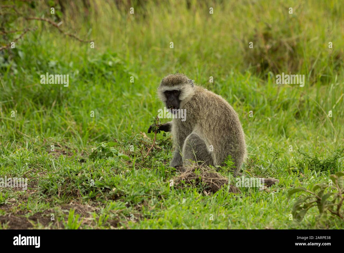 a Vervet monkey sitting on the savannah Stock Photo - Alamy
