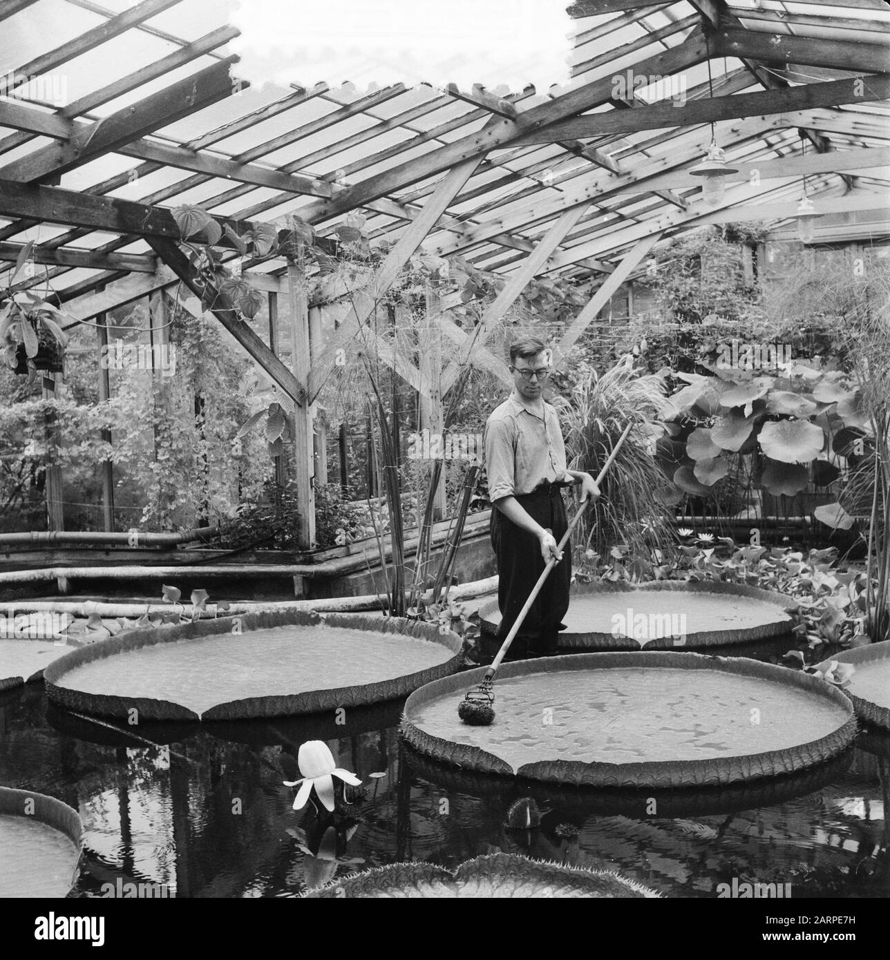 Victoria Regia in bloom Date: August 7, 1952 Keywords: flowering ...
