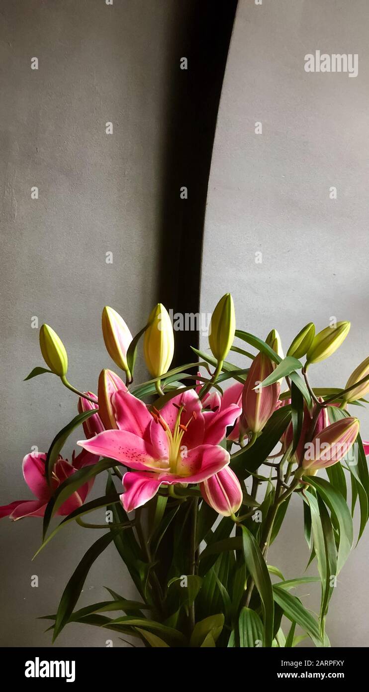 Lily and shadow hi-res stock photography and images - Alamy