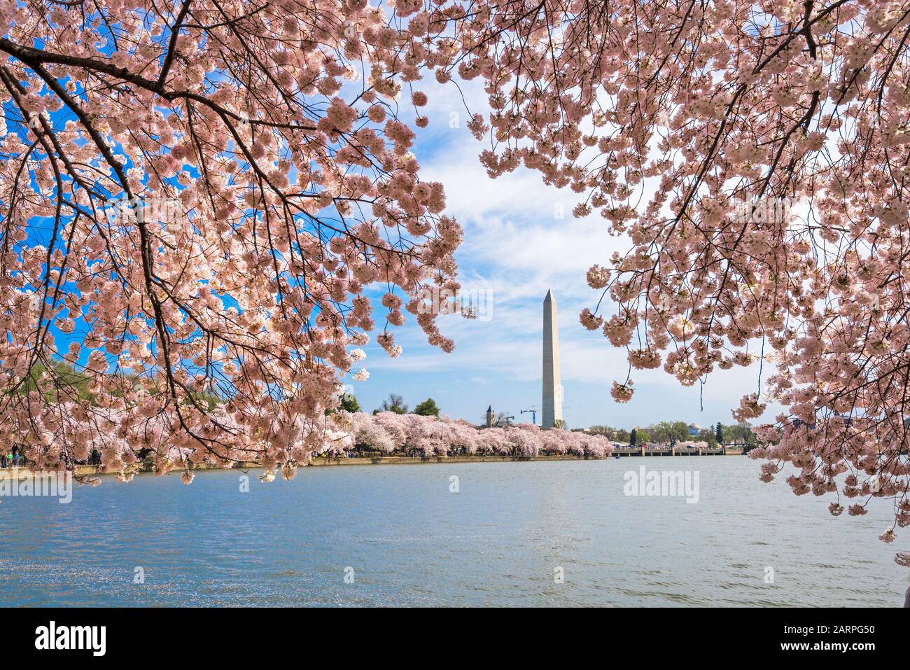 Annual cherry blossom season hi-res stock photography and images - Alamy