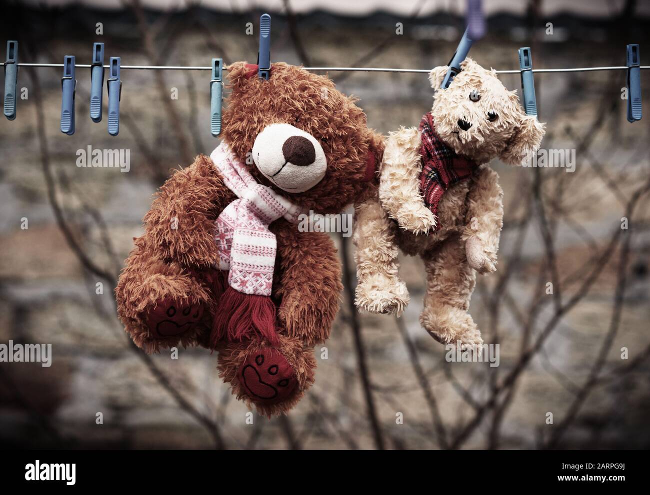 cute brown wet teddy bears hanging on a clothesline and drying in the ...