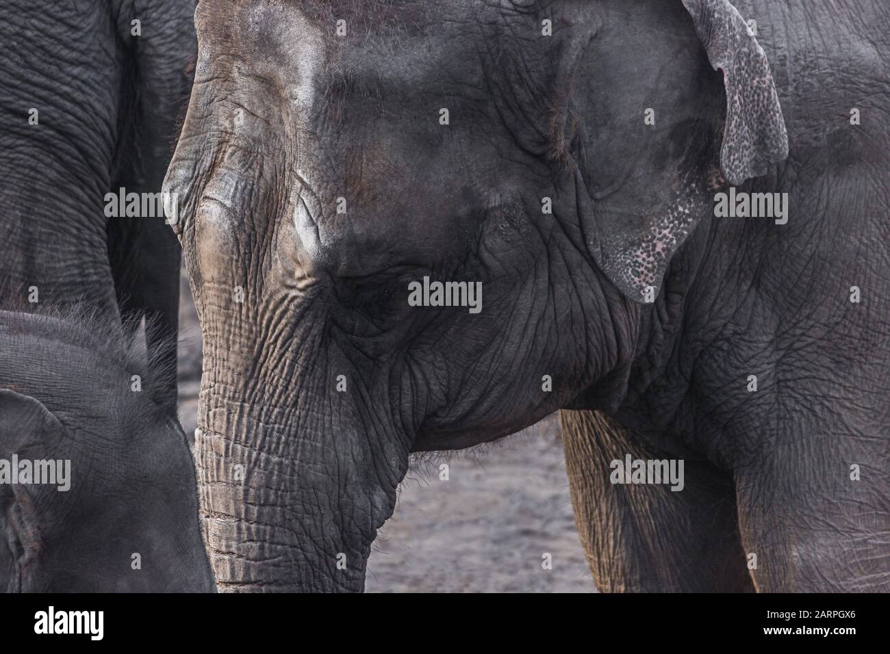 old elephant picture Stock Photo - Alamy