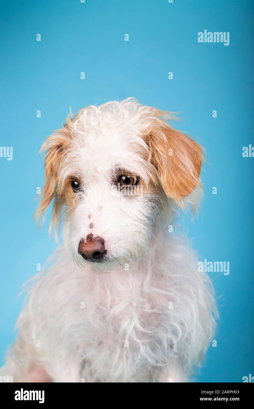Beautiful mixed breed dog with sad face looking sideways on blue ...