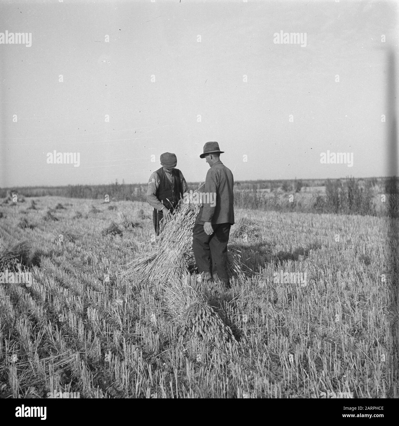 Agriculture: Volunteers Noordoostpolder Volunteers help the farmers in ...