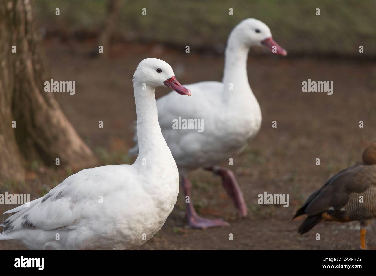 Two geese outside hi-res stock photography and images - Alamy