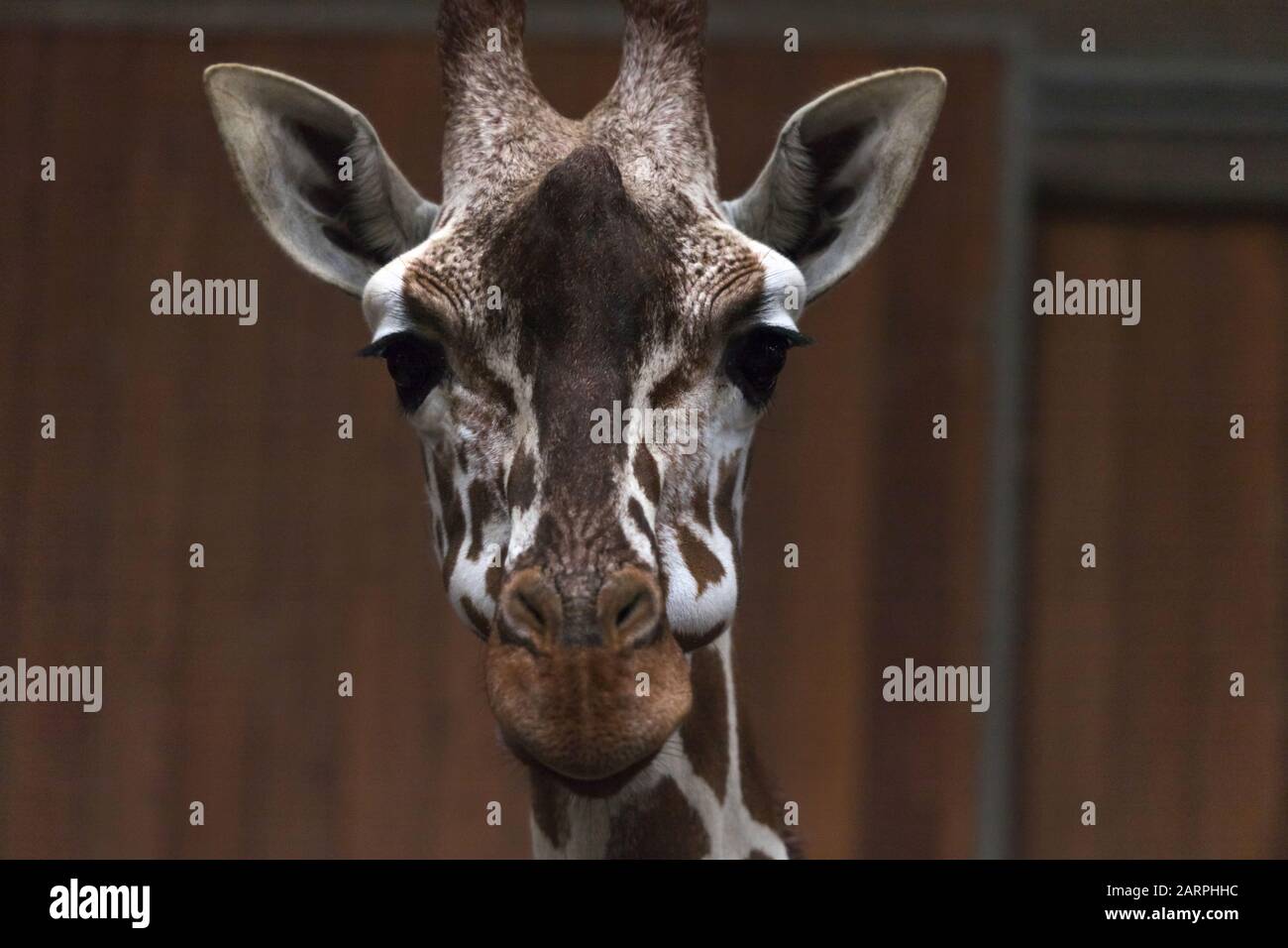 a giraffe inside Stock Photo - Alamy
