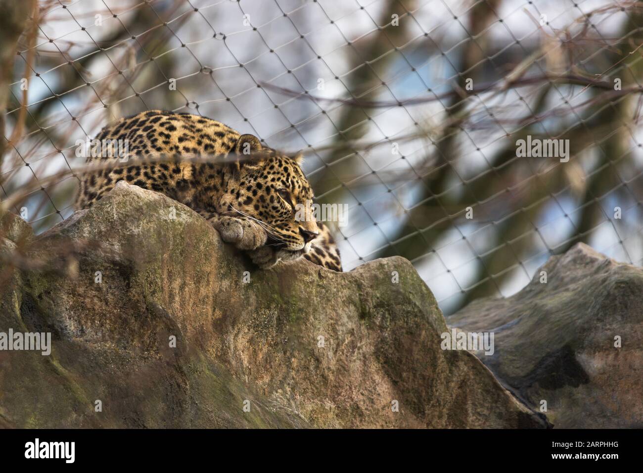 The leopards cage hi-res stock photography and images - Alamy