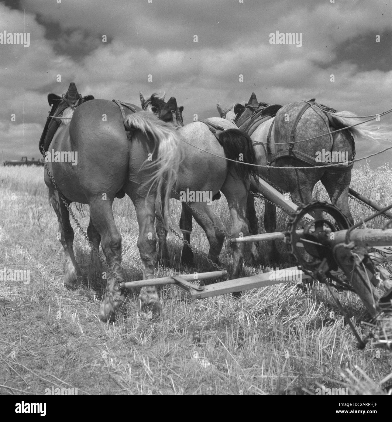 Dutch farmers set up a business in France Dutch farmers set up a ...