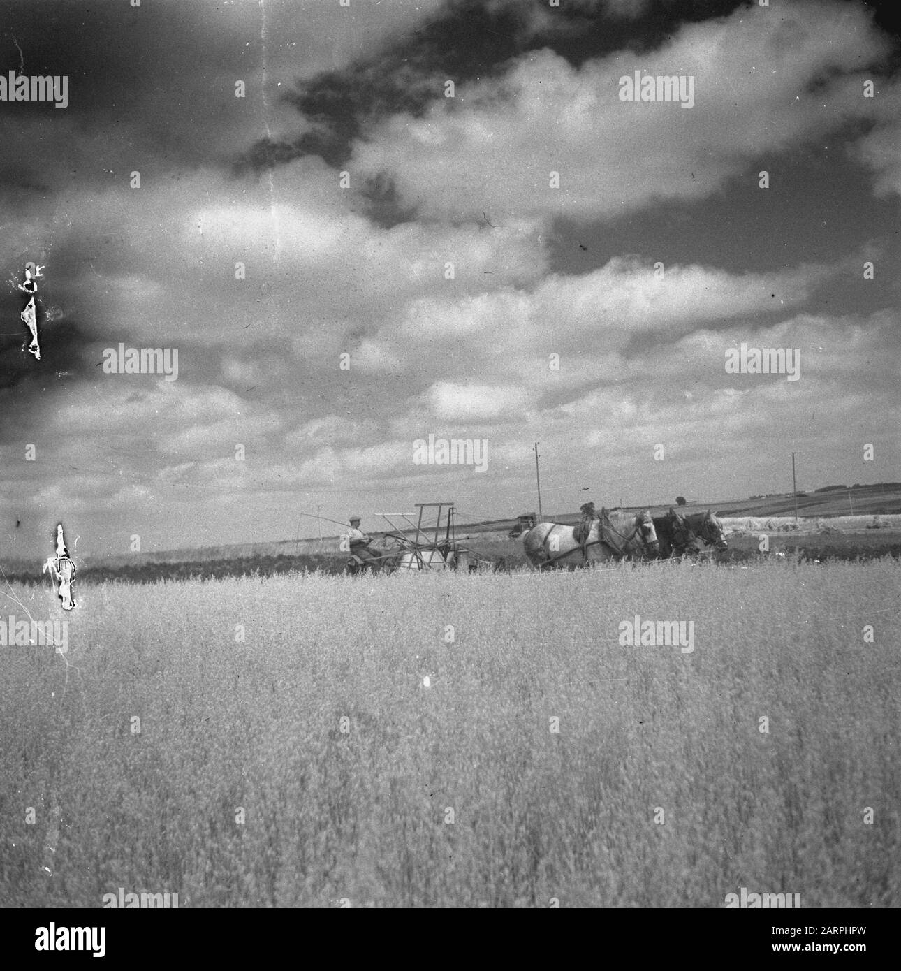 Dutch farmers are going to set up a business in France World War II ...