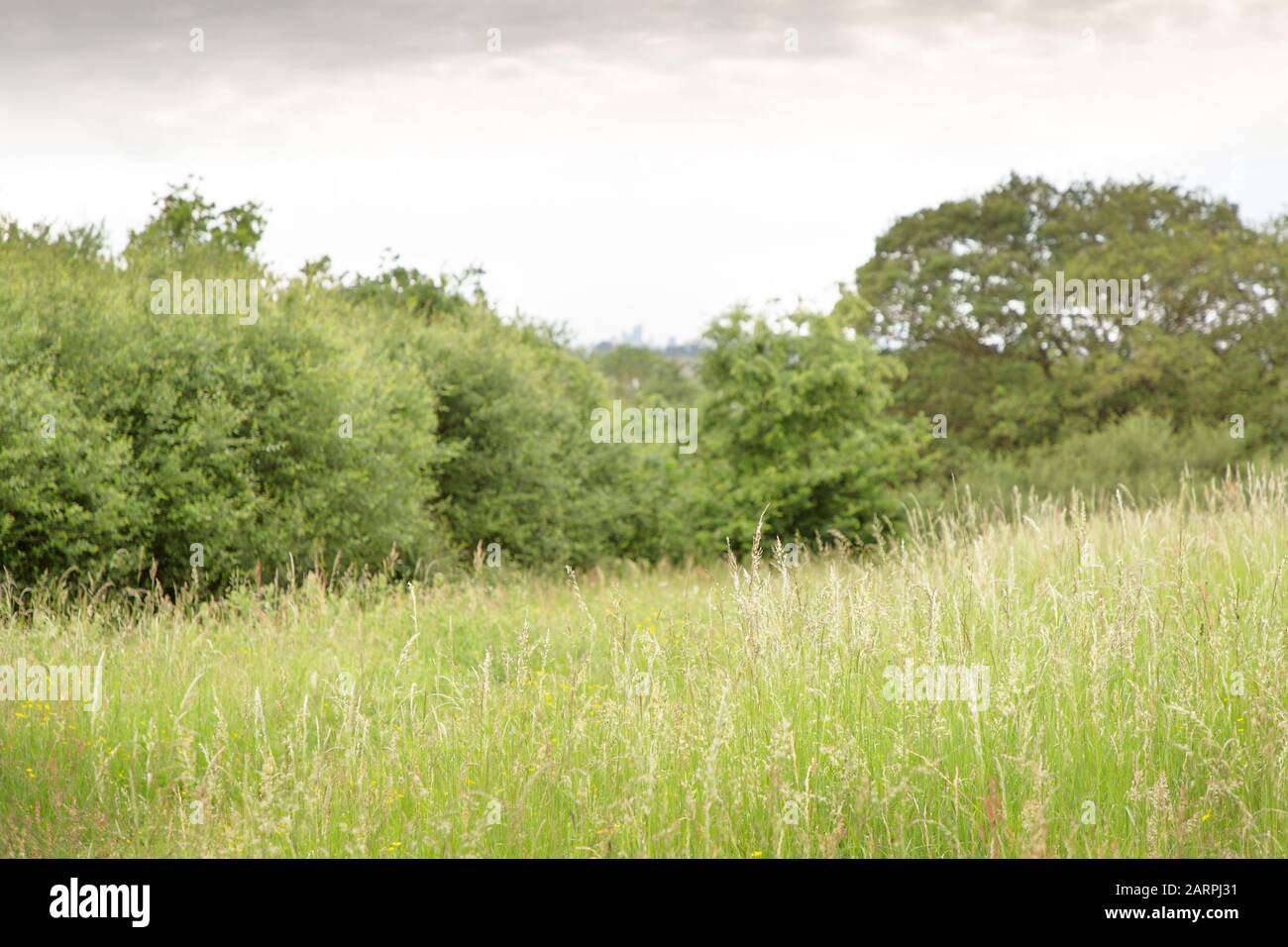 tree lined landscape with city building behind Stock Photo - Alamy