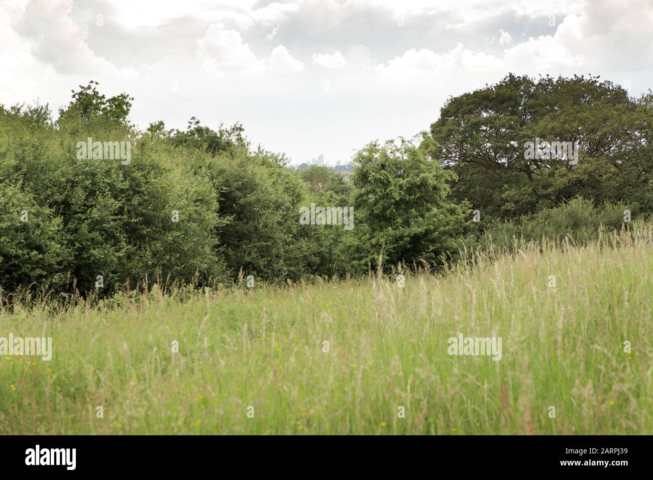 tree lined landscape with city building behind Stock Photo - Alamy