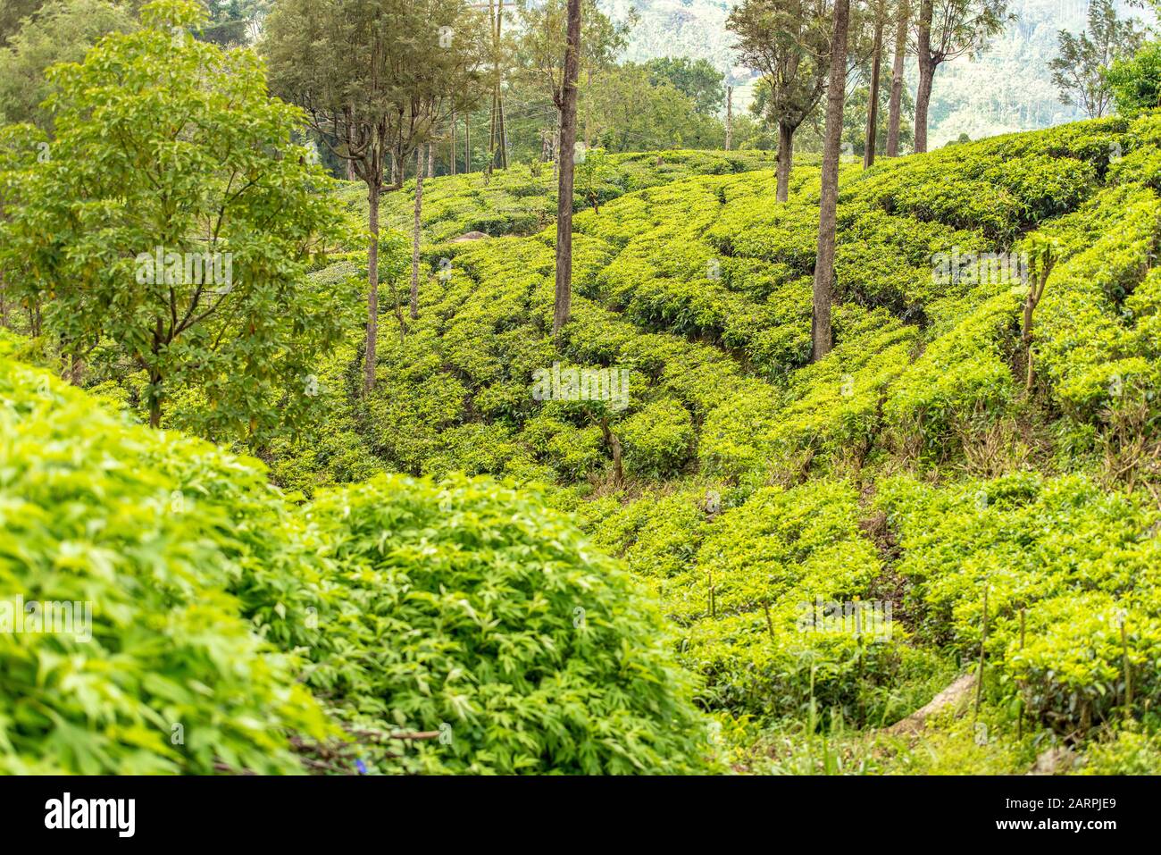 Tea Factory in tea plantation near Haputale. Sri Lanka Stock Photo - Alamy