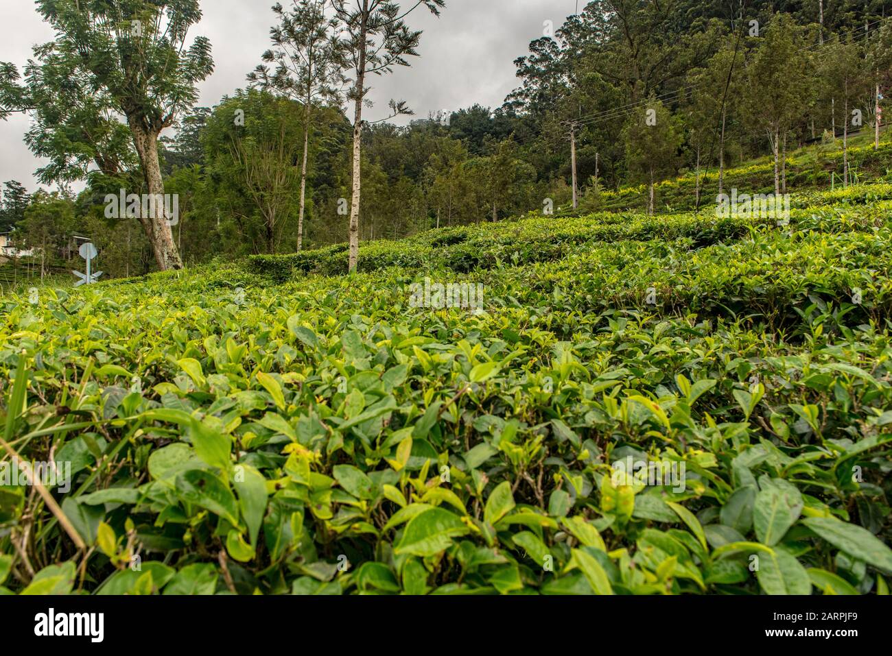 Tea Factory in tea plantation near Haputale. Sri Lanka Stock Photo - Alamy