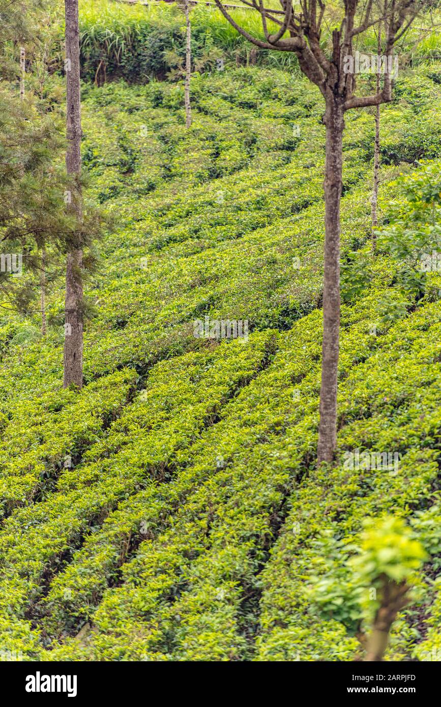 Tea Factory in tea plantation near Haputale. Sri Lanka Stock Photo - Alamy