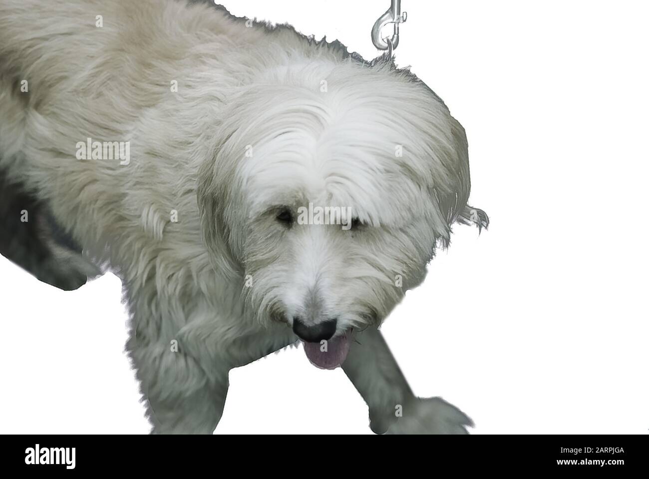 white dog on a white background with A Lish Stock Photo - Alamy