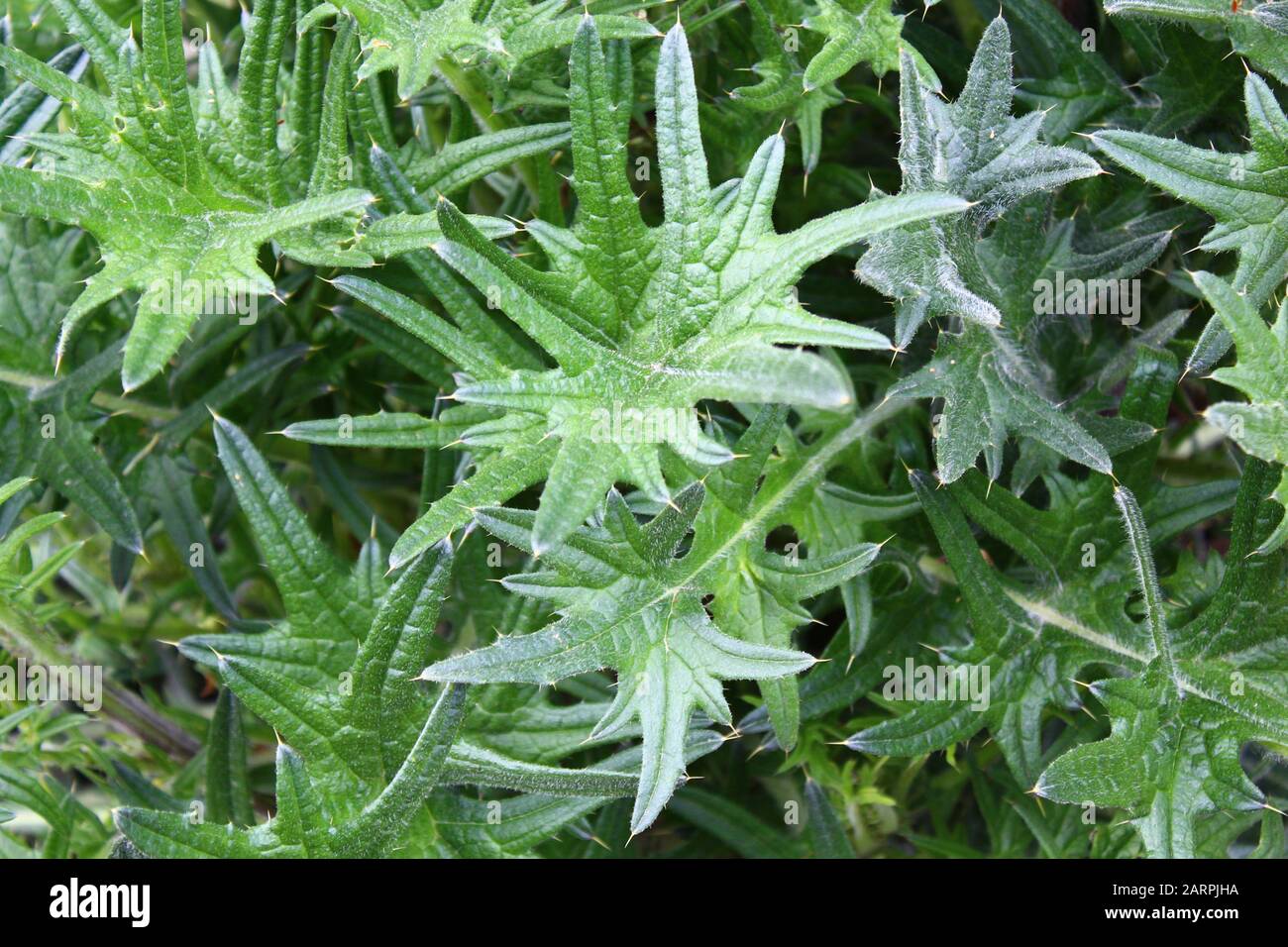 The picture shows a green thistle in the forest Stock Photo - Alamy
