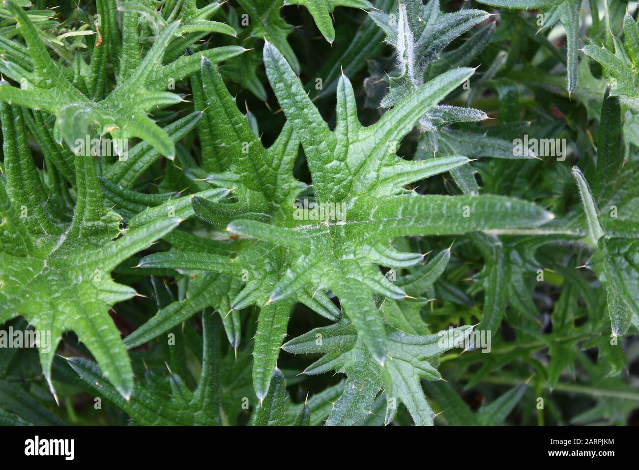 The picture shows a green thistle in the forest Stock Photo - Alamy