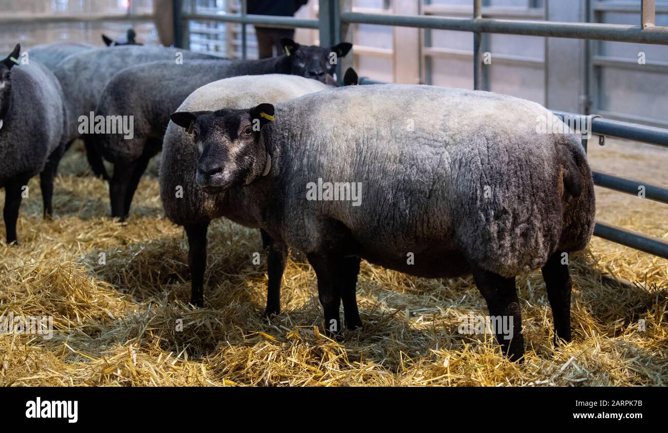 Blue texel sheep hi-res stock photography and images - Alamy