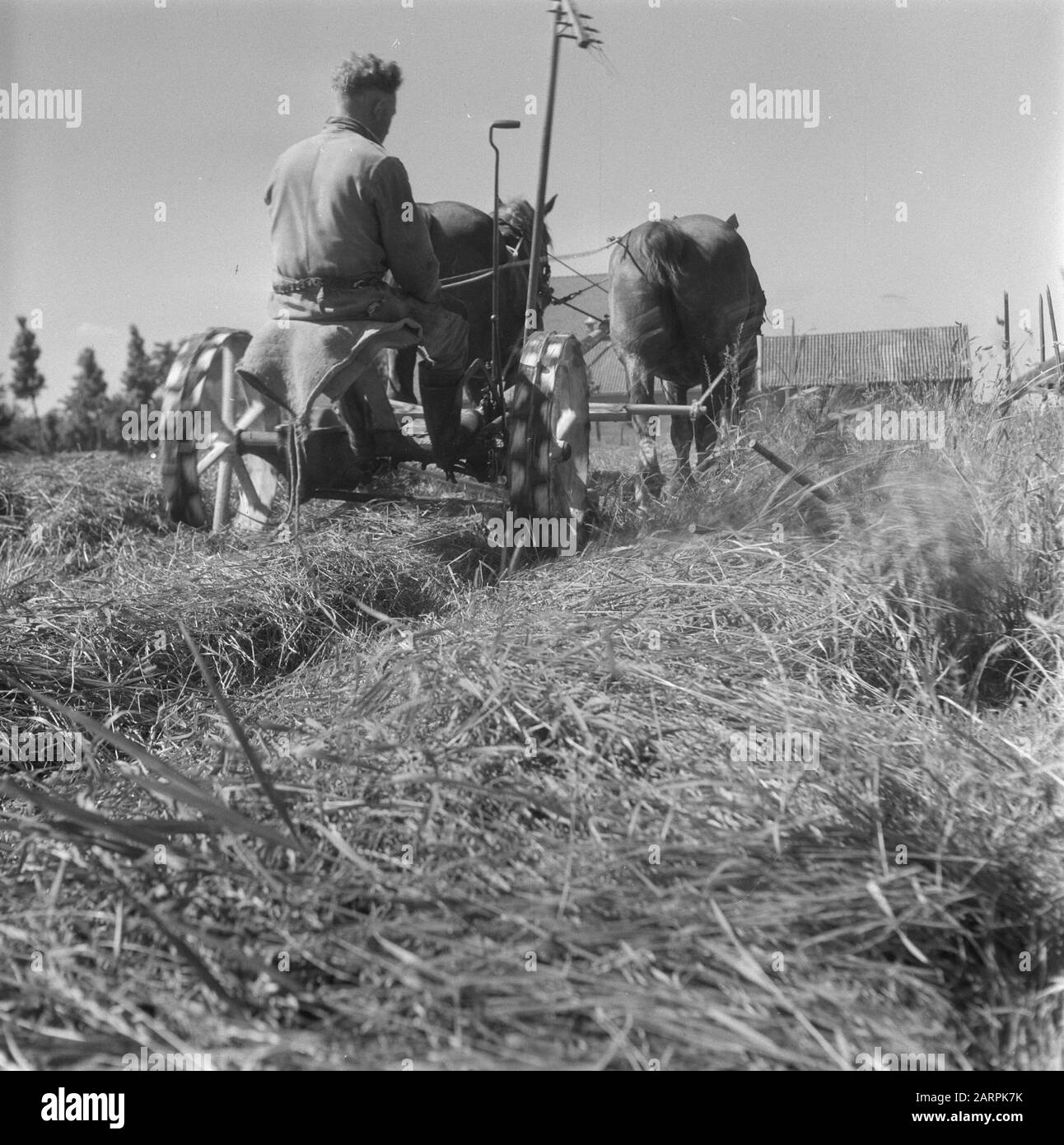 Hay time Date: June 18, 1947 Stock Photo - Alamy
