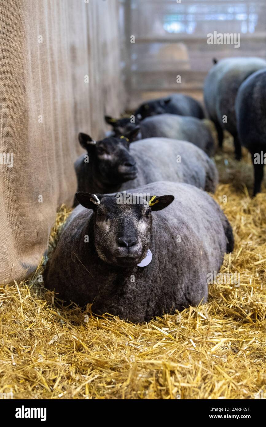 Blue Texel sheep sat in a pen of straw at a sale. Cumbria, UK Stock ...