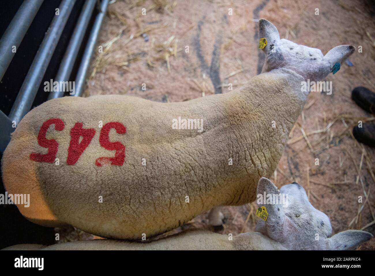 Numbers on the sheep hi-res stock photography and images - Alamy