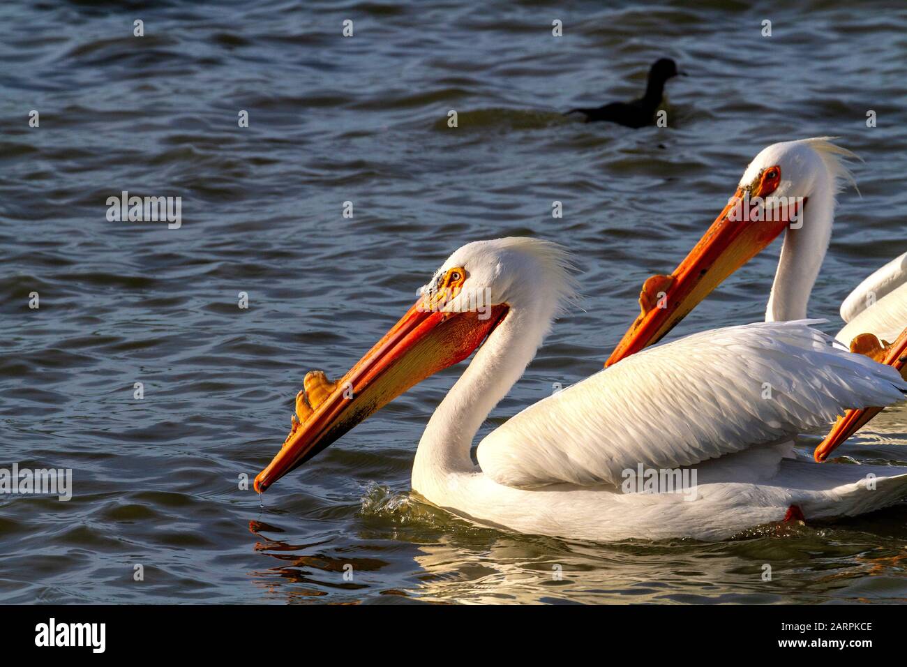American white pelicans (Pelecanus erythrorhynchos) in breeding season ...