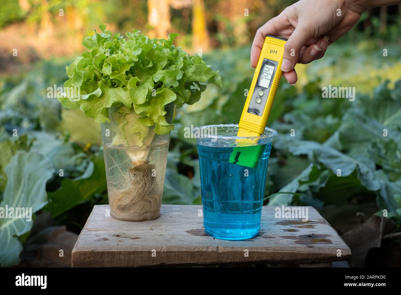 Measure liquid fertilizer in a cup with a digital PH meter neutral ...