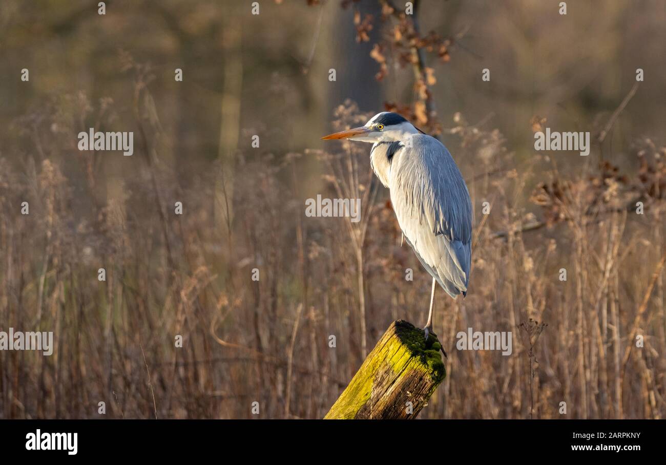 Animals in nature. Blue heron standing with one leg on a pole Stock ...