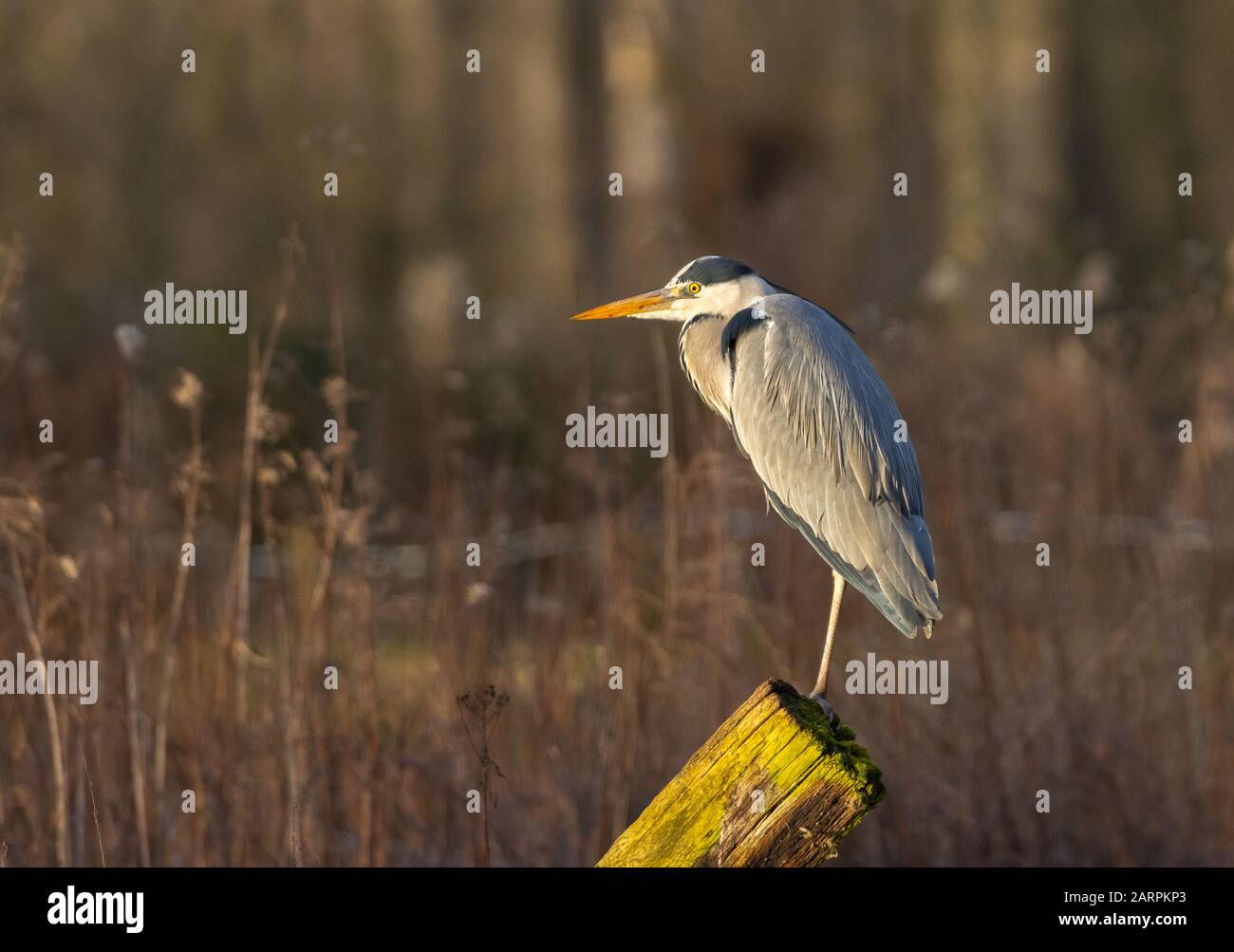 Animals in nature. Blue heron standing with one leg on a pole Stock ...