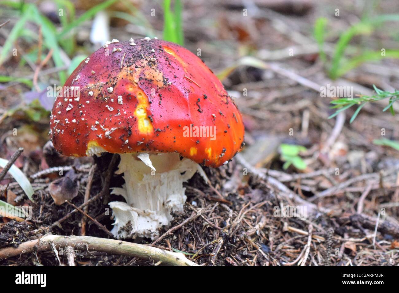 Poisonous fungi hi-res stock photography and images - Alamy