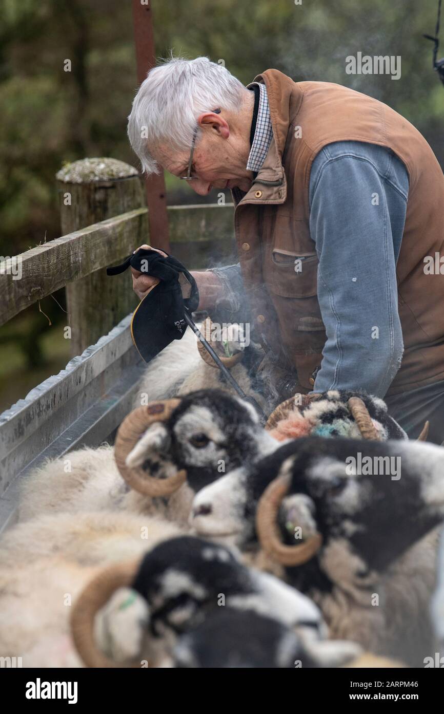 Sheep branding hi-res stock photography and images - Alamy