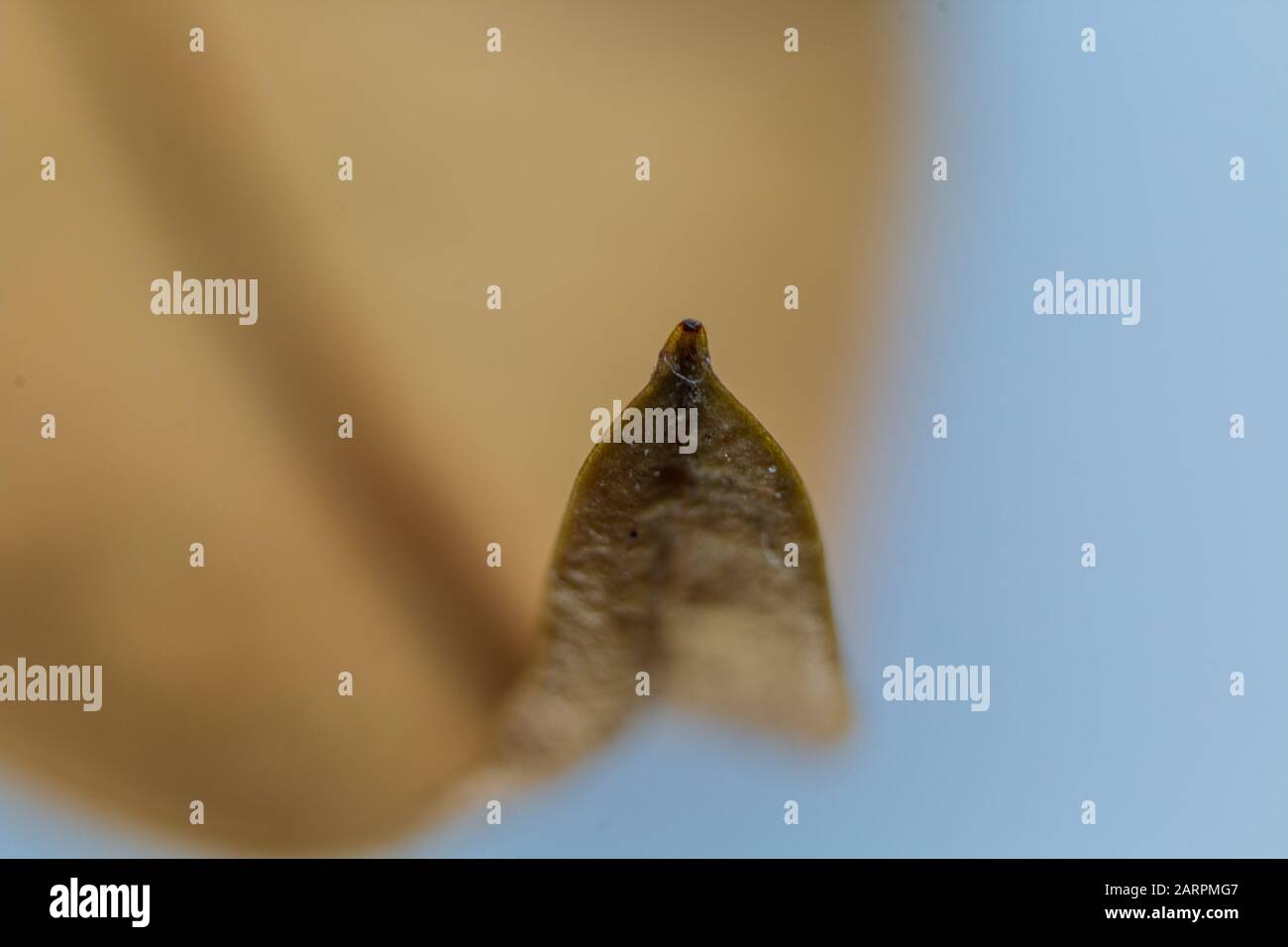 Macro image of a curved autumn leaf Stock Photo - Alamy