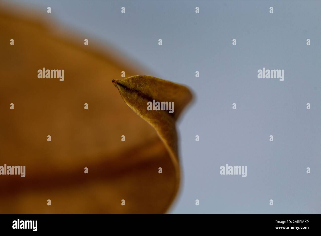Macro image autumn dry hi-res stock photography and images - Alamy