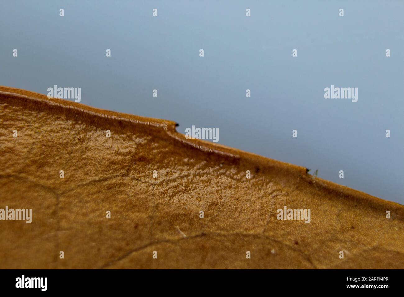 Macro image edge of a curved autumn leaf Stock Photo - Alamy
