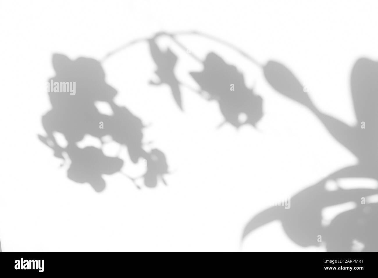 Photo leaves on twig Black and White Stock Photos & Images - Alamy