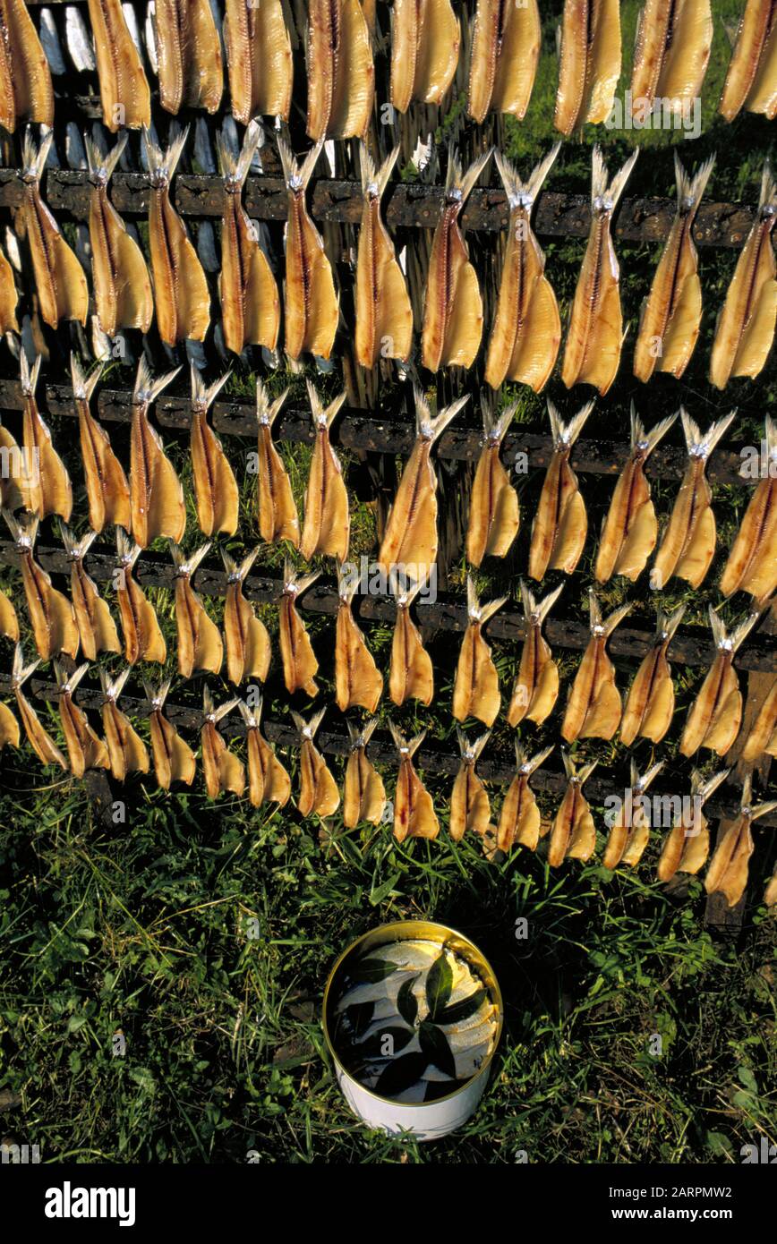 italy, lombardia, mandello del lario, agone missoltino Stock Photo - Alamy