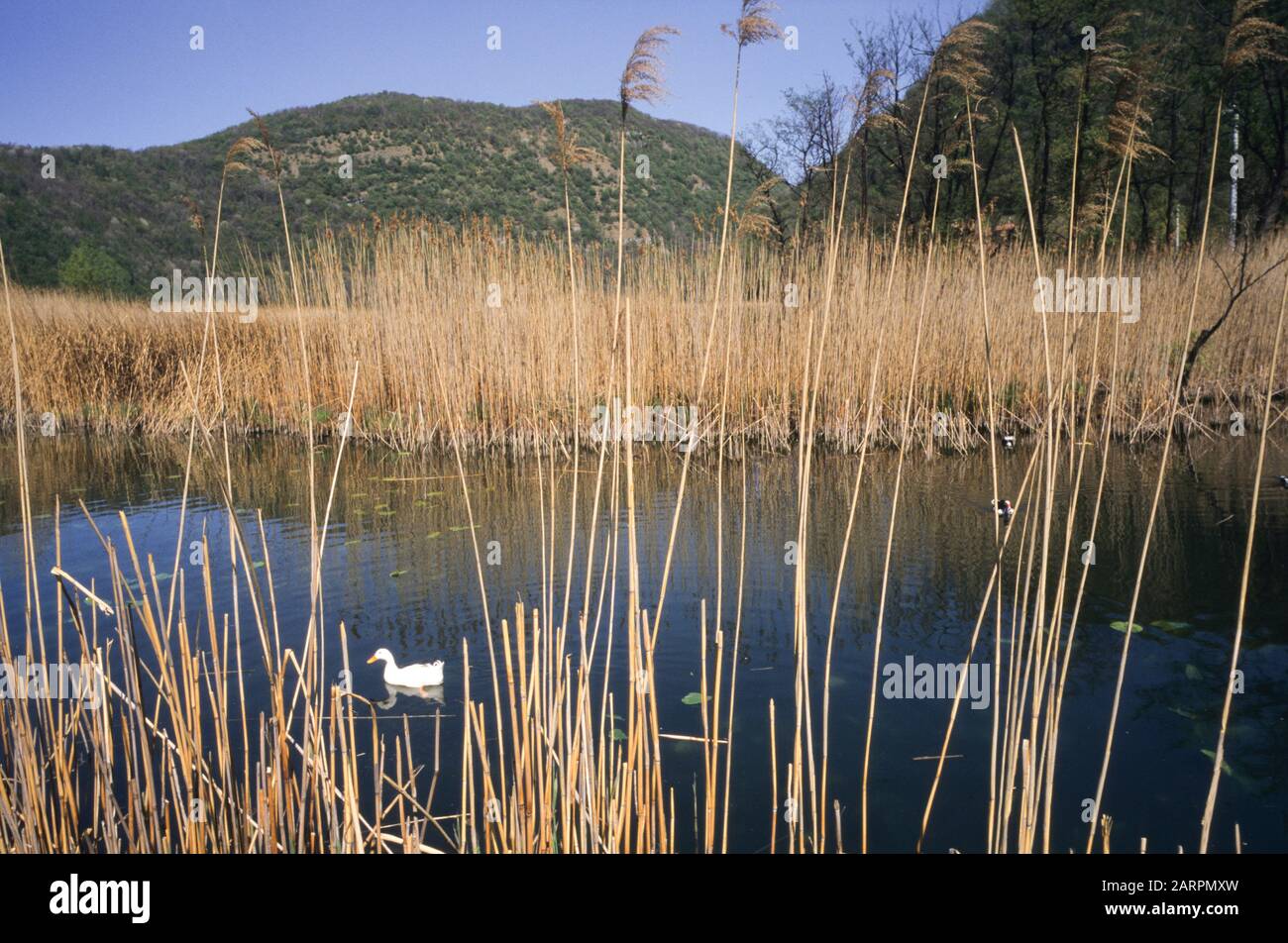 Lago segrino hi-res stock photography and images - Alamy