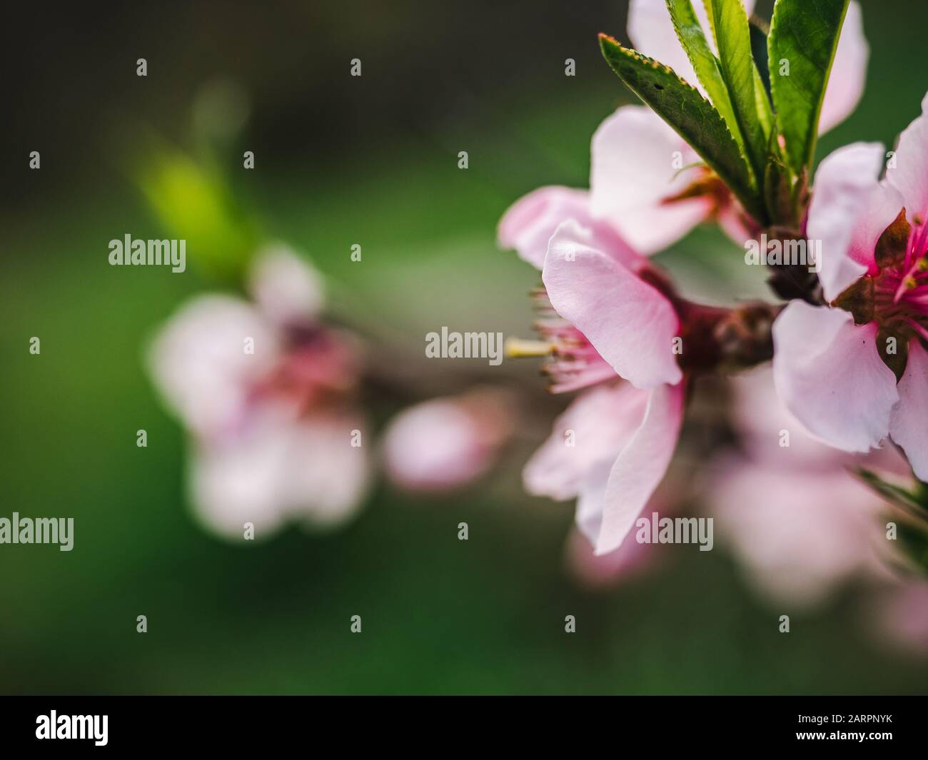 Early spring flowers on a grass background Stock Photo - Alamy