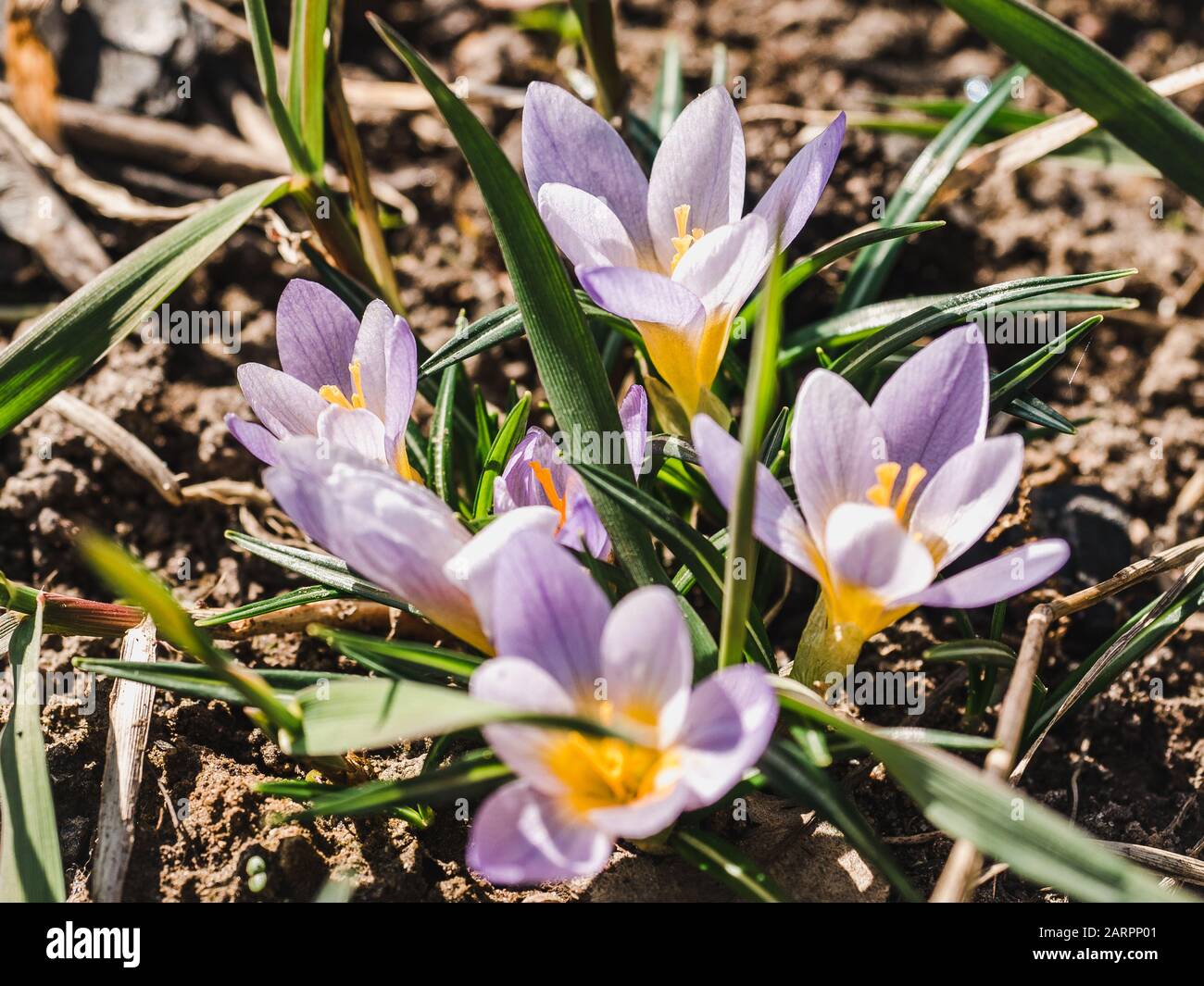 Early spring flowers on a grass background Stock Photo - Alamy
