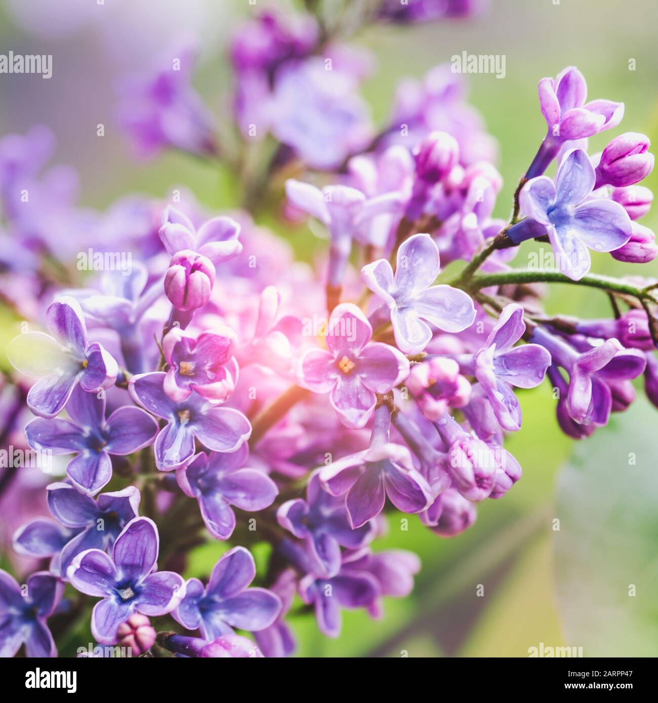 Early spring flowers on a grass background Stock Photo - Alamy