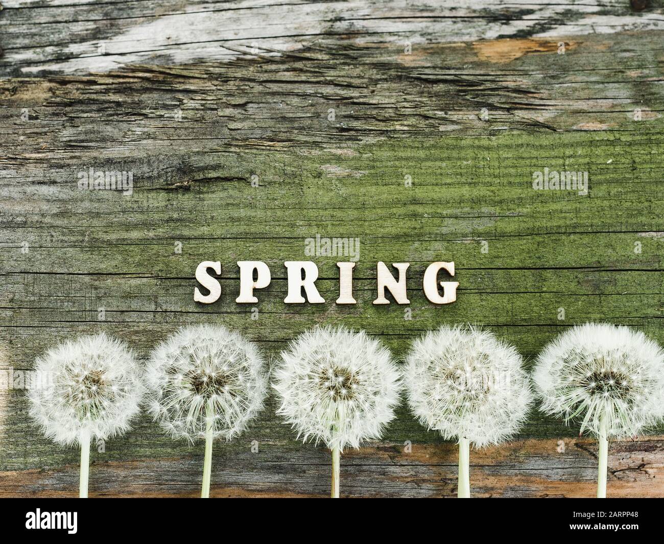 Beautiful dandelions lying on a white table Stock Photo - Alamy