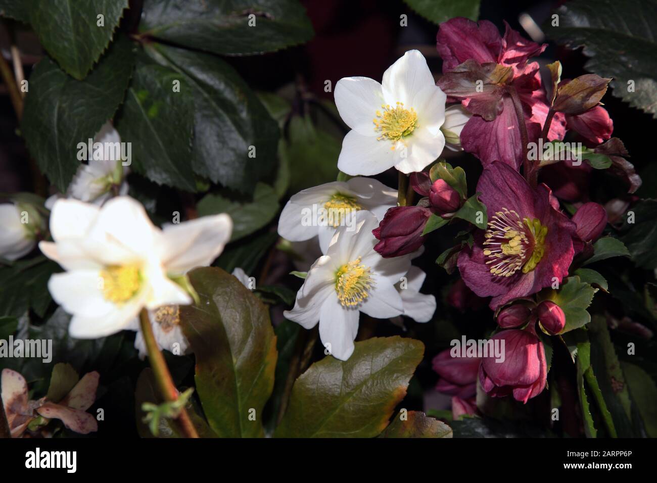 Helleborus Christmas Rose 'Jesse', Helleborus niger Gold Collection ...